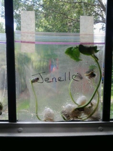 Germinate Seeds In A Zip Lock Bag And Attach It To A Sunny Window Veru Y Fun Science Experiment