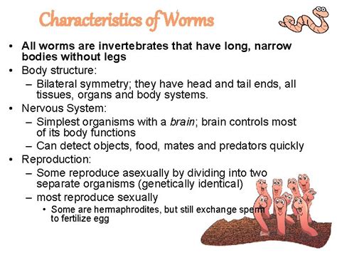Worms And Mollusks Characteristics Of Worms All Worms