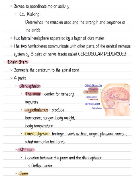 Best 13 Nervous System Brain Spinal Cord And Functions Artofit