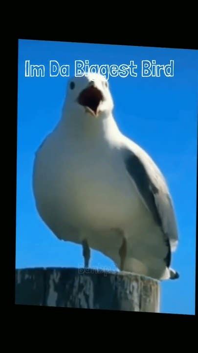 Who Da Biggest Bird Funny Memes Viral Oldtrend Edit Shotcut Youtube
