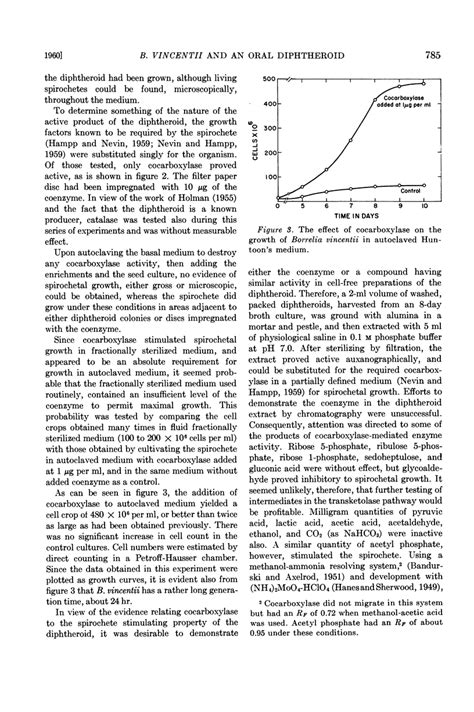 Interaction Between Borrelia Vincentii And An Oral Diphtheroid Pmc