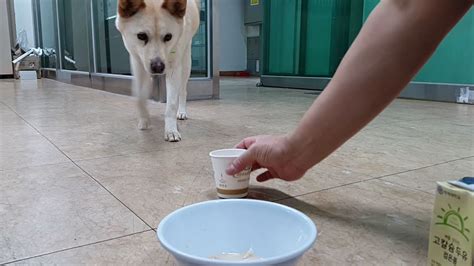 진돗개한테 두유를 줘 보았더니 3월에 공장 진돗개 영도 데리고 생태 공원에 가서 강도 보고 갈대숲도 보고 즐거운 시간 한 번 가져 보겠습니다~ Youtube
