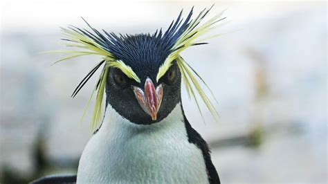 Las Características Del Pingüino De Penacho Amarillo Norteño