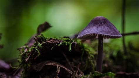 Pilz Foto And Bild Pflanzen Pilze And Flechten Pilze And Flechten