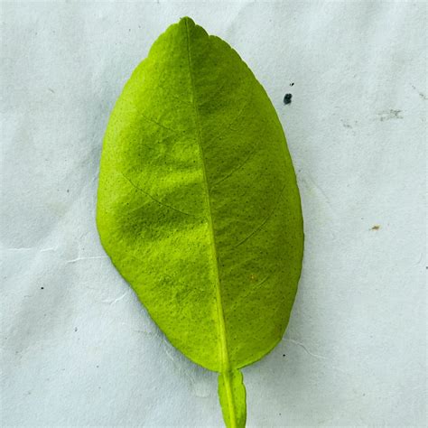 Lemon Object Detection Dataset And Pre Trained Model By Tonnamkmitl