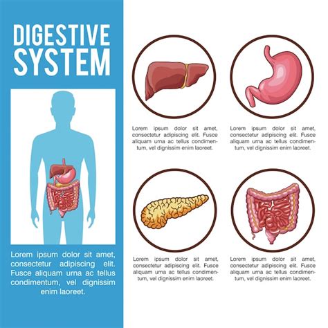 Premium Vector Digestive System Infographic With Information