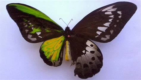 Bilateral Gynandromorphism Unibiology