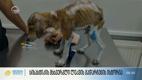 სასტიკი მოპყრობის მსხვერპლი ჯეკი და მისი გადარჩენის ისტორია რუბრიკაში თათების იმედი Youtube