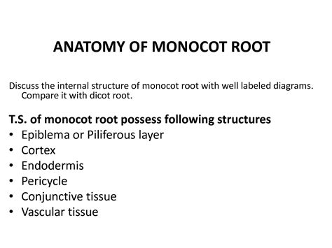 SOLUTION Anatomy Of Monocot Root Studypool