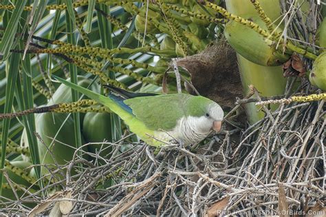 Monk Parakeets Building Their Nest In A Palm Tree Video 365 Days Of