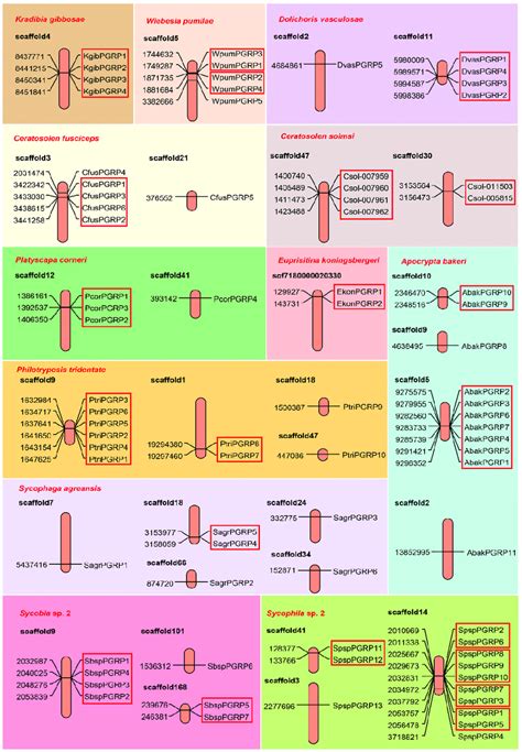 Schematic Image Showing The Genomic Localizations Of The Pgrp Genes On Download Scientific