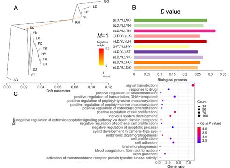 Introgression Analysis Of Goose Population A Genetic Migration Download Scientific Diagram