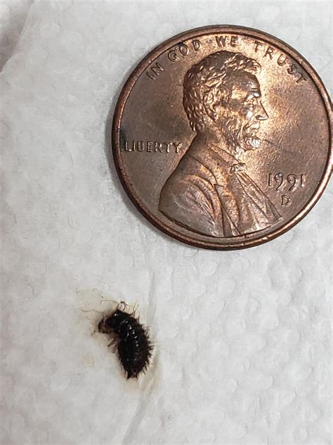 What Is This It Was Hiding In My Ear Buds And Then Crawled Into My Ear