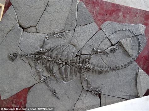 A Giant Sea Turtle That Lived 228 MILLION Years Ago Had No Shell Is Found In China Daily Mail