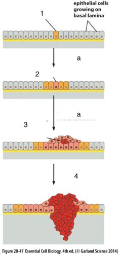 Stem Cells Diagram Flashcards Quizlet