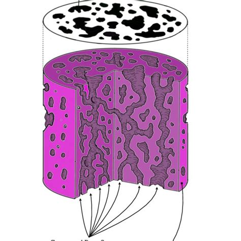 The Model Of A Porous Material Consists Of An Elastic Matrix The Solid Download Scientific