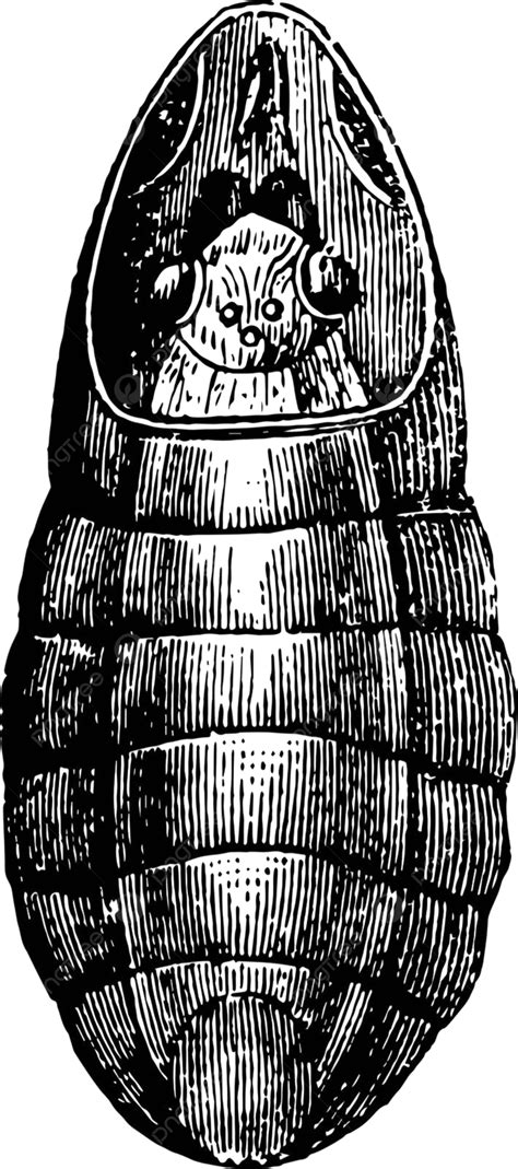 Imago Of Bot Fly Emerging Vintage Illustration Fly Line Emerging Vector Fly Line Emerging Png