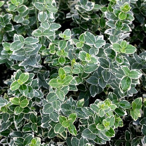 Buy Evergreen Bittersweet Euonymus Fortunei Emerald Gaiety £19 99 Delivery By Crocus