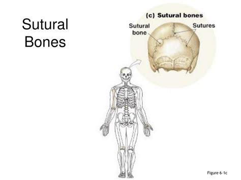 Ppt Bone And Skeletal Tissue Powerpoint Presentation Free Download