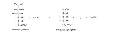 6 Phosphogluconate