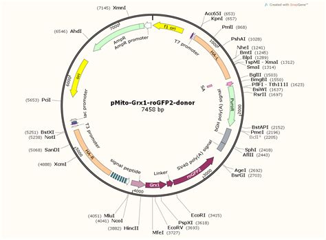 Biosensors Zakian Lab Ipsc Collection