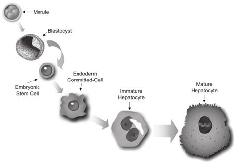 Directed Differentiation Of Hes Cells To Hepatocyte Like Cells By