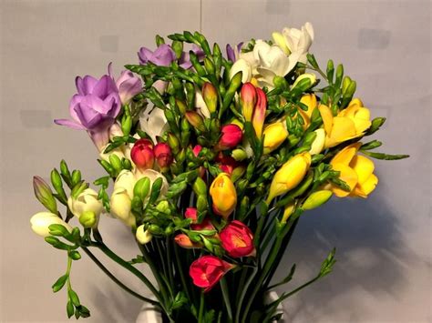 Фрезия букет 60 фото