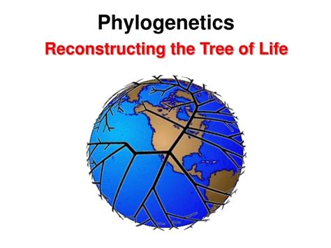 PPT Phylogenetics PowerPoint Presentation Free Download ID 9332156