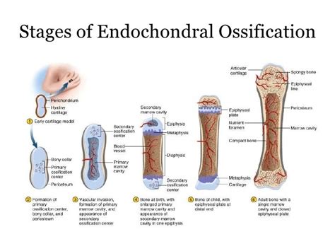 Endochondral Ossification Vs Intramembranous Ossification