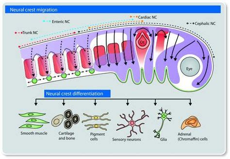 Best Neural Crest Derivatives Images Dental Hygiene School Embryonic Development Brain