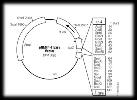 Pgem T Vector Sequence
