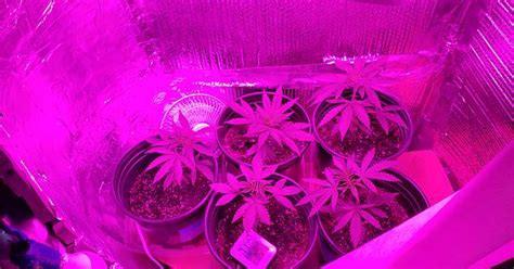 Zigz Grow After Installing New Lights Album On Imgur