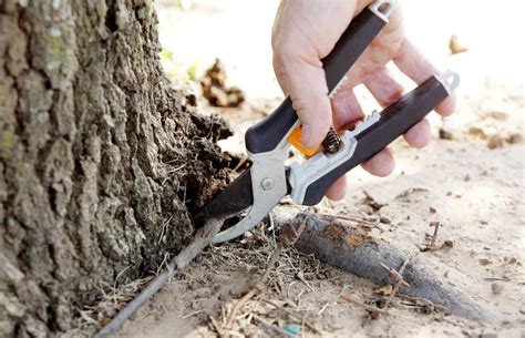 How To Prevent Tree Roots From Growing Back Jims Tree Removal