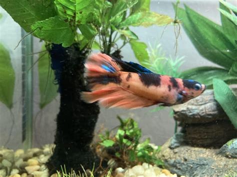 Is My Betta Overfedoverweight How Do You Tell Rbettafish