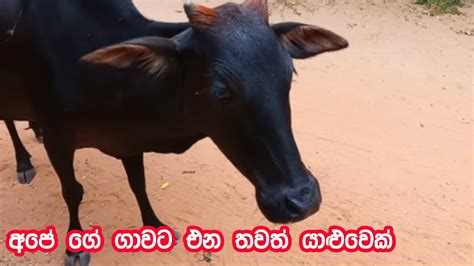 අපේ ගෙදරට වතුර බීලා යන්ඩ එන තවත් යාළුවෙක් Youtube