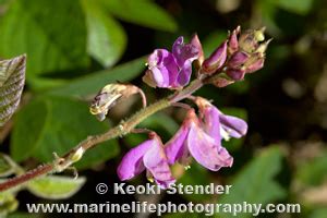 Greenleaf Desmodium Desmodium Intortum