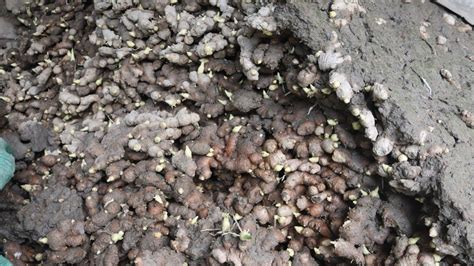 আদার বীজ অঙ্করোধগম পদ্ধতি।আধুনিক কৃষি ফার্ম।রুবেল মিয়া। Youtube