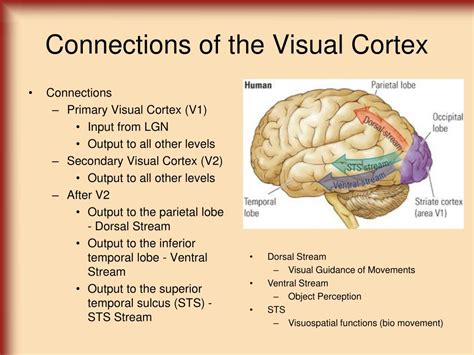 Ppt Cortical Structure And Function Powerpoint Free Nude Porn Photos