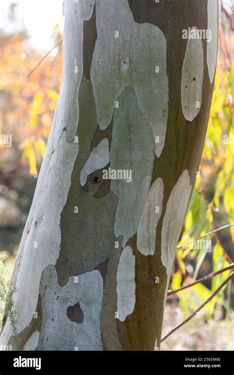 Closeup Of The Multicolored Mottled Peeling Bark Of A Eucalyptus Tree Growing In Northern