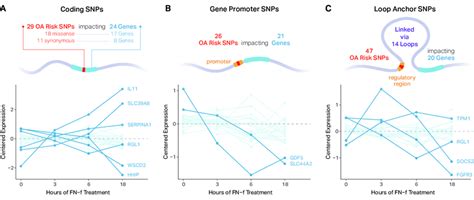 Multi Omic Integration For Assigning Snps To Putative Oa Risk Genes Download Scientific