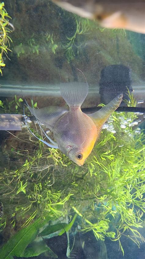 Help Figuring Sex Of Fish Raquariums