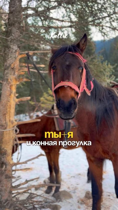 КЕТТИК ТУРЫ И ПОХОДЫ Дагы кимдин ою төрт бурчтук 🤓 Жаңы Жылдык КАРАКОЛ⛷️ ТУРА ЭКИ КҮН ЛЫЖА