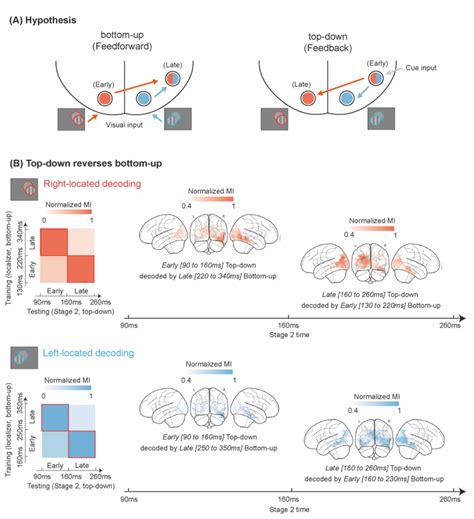 Posner Cueing Two Gabor Patches Clearance
