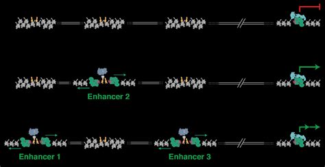 Enhancers And Chromatin — The Bose Lab