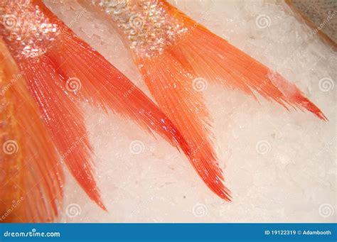 Snapper Tail Stock Image Image Of Coast Ocean Delicious 19122319