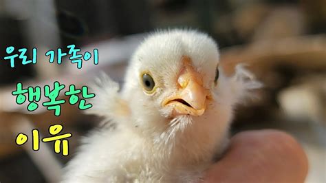 오늘은 병아리 영상입니다 연구대상 똘이뷰 Youtube