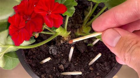 Я Был в Шоке Реально Помогло Всунул Спички в Каждый Домашний Цветок и Все Мошки Исчезли