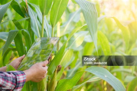 스마트 농업을 위해 디지털 태블릿을 사용하는 옥수수 밭의 농부 스마트팜 시스템 혁신기술 농업경영 스마트 농업 현대 농업 사업의 개념 곡초류에 대한 스톡 사진 및 기타 이미지