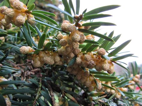 Yew Tree English Yew Taxas Baccata