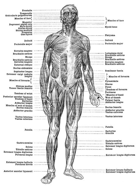 Anatomy For Lawyers” Seminar Helps Attorney Serve Clients Workers Compensation Watch